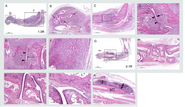 Collagen-induced Arthritis and Validated Arthritis Models