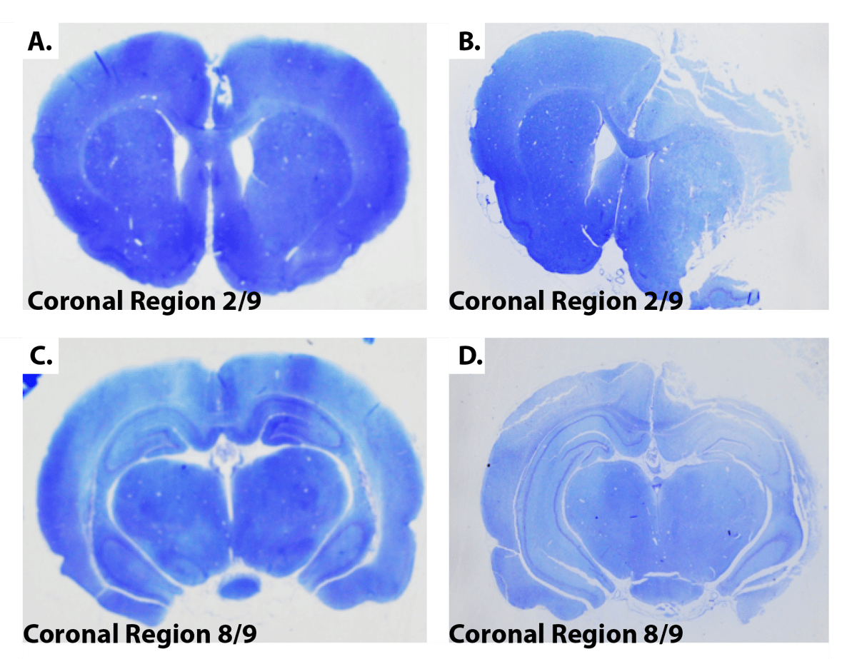 Histology and Immunohistochemistry (IHC) Services
